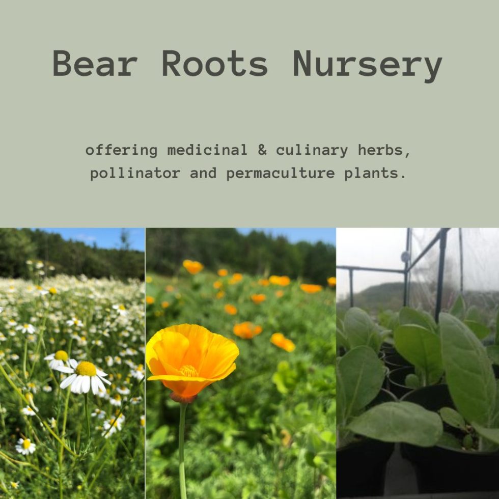 Bear Roots Forest | Herb Farm & Apothecary