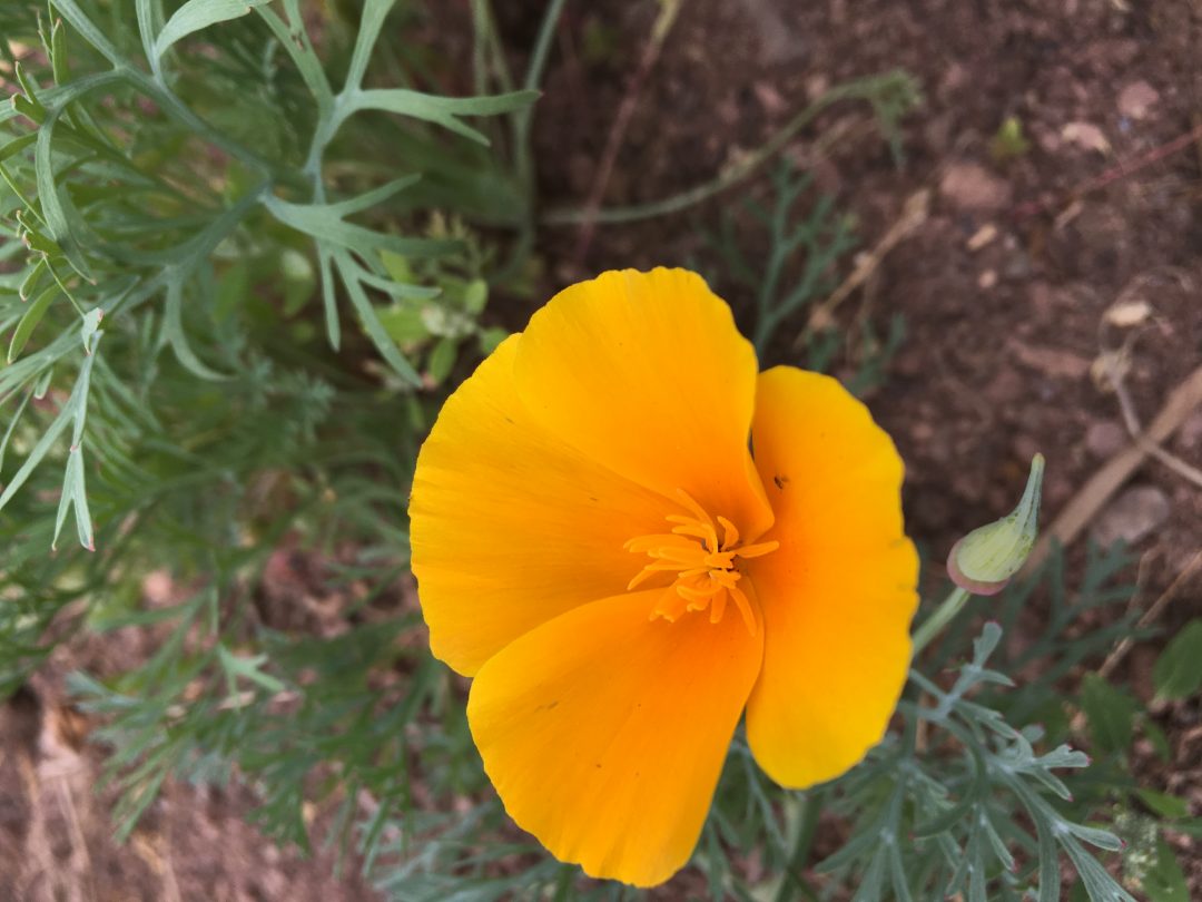 California Poppy Extract - Bear Roots Forest Apothecary